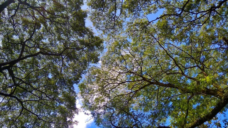 A Portrait of a Grove of Tree Leaves Stock Photo - Image of woodland ...