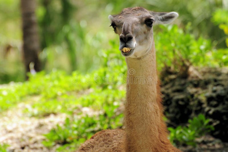 Portrait of a Guanaco stock photo. Image of wilderness - 20835104