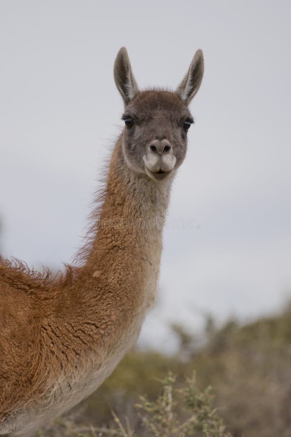 Portrait of a guanaco stock image. Image of argentina - 28500593