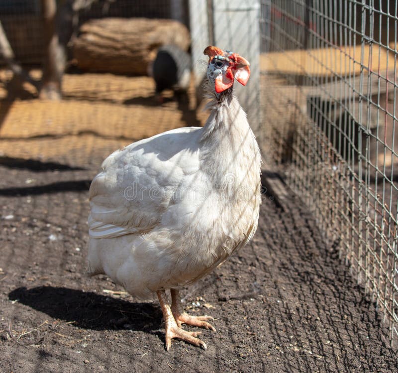 Portrait of a Guinea Fowl on a Farm Stock Photo - Image of black, color ...