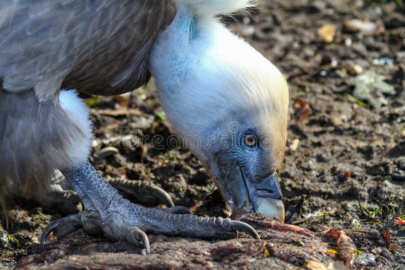Portrait of a Guzzling Griffon Vulture (gyps Fulvus) Stock Photo ...