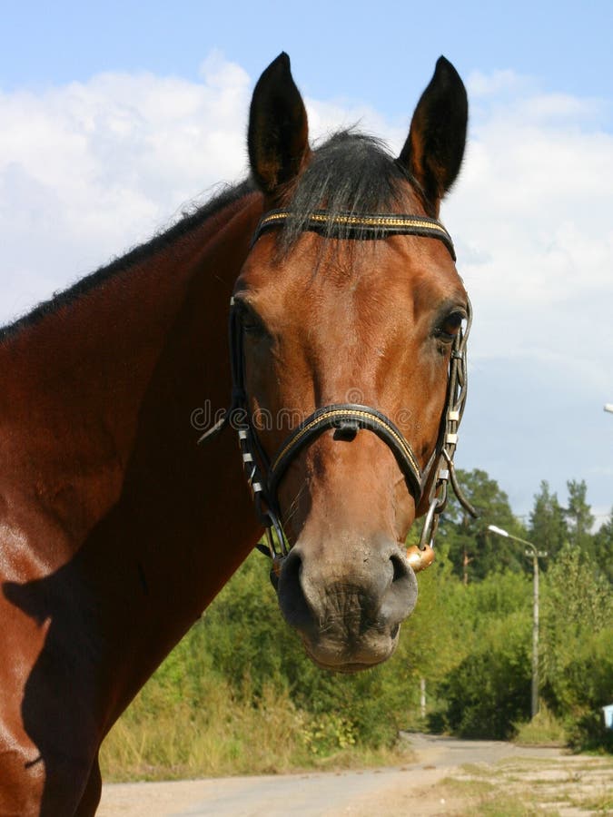 A Portrait of Half-arabian Stallion on the Road Stock Image - Image of ...