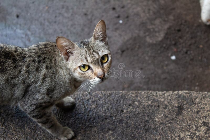 Portrait of a Half Body Cat with a Sharp Gaze Stock Image - Image of ...