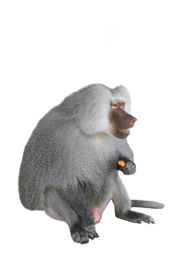 Hamadryad stock photo. Image of animals, safari, hamadryad - 11705130