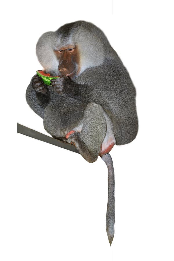 Hamadryad stock photo. Image of female, ornamental, national - 18582258