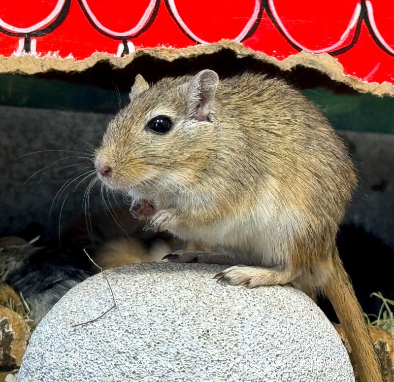 Portrait of a Hamster on a Farm Stock Image - Image of little, hamster ...