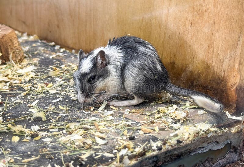 Portrait of a Hamster on a Farm Stock Photo - Image of portrait ...