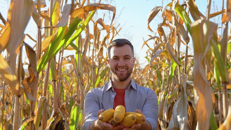 Portrait of Handsome Farmer Harvesting the Corn Stock Video - Video of ...
