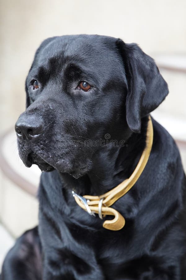 Portrait on Handsome Labrador Stock Image - Image of blue, view: 100966171
