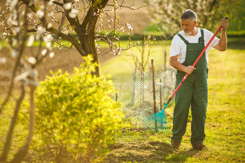 Portrait of Man Gardening stock photo. Image of gardening - 32226780 Portrait of Man Gardening stock photo. Image of gardening - 32226780