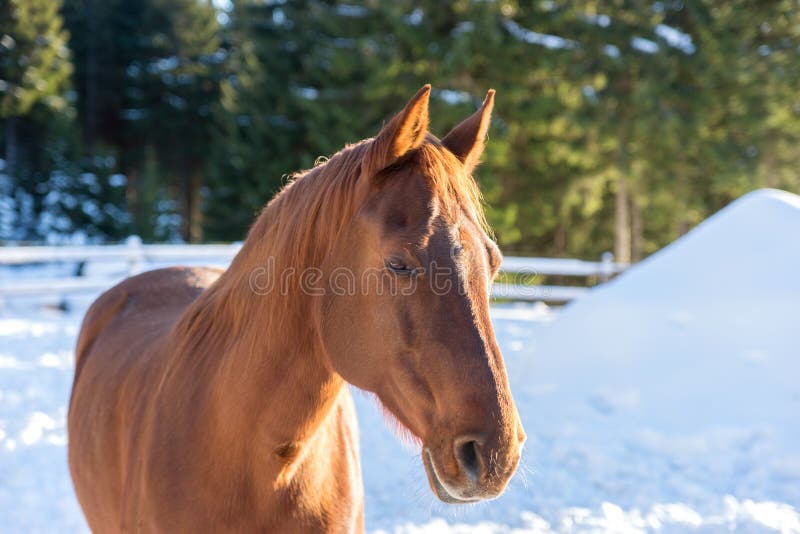 Portrait of a Handsome Stallion Horse in Winter Stock Image - Image of ...