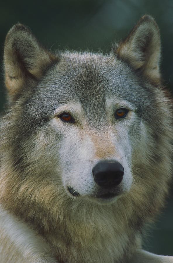 A Portrait of a Handsome Wolf. Stock Photo - Image of ears, grey: 89050772