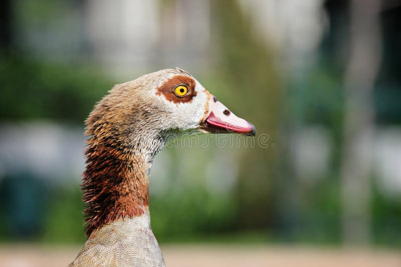 Portrait of a happy duck stock photo. Image of ornithology - 62021756