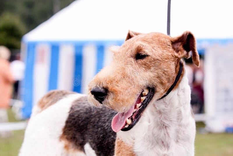 Portrait of Happy Fox Terrier Stock Photo - Image of positive, terrier ...