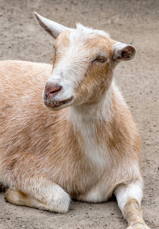 Portrait of a happy goat stock image. Image of expression - 128446159