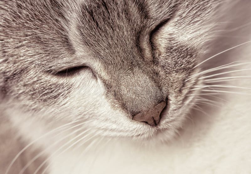 Portrait of a Happy Kitten in Sepia Tone Stock Image - Image of ...