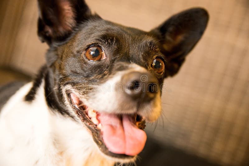 Portrait of a Happy Rat Terrier Dog Stock Photo - Image of lovable ...