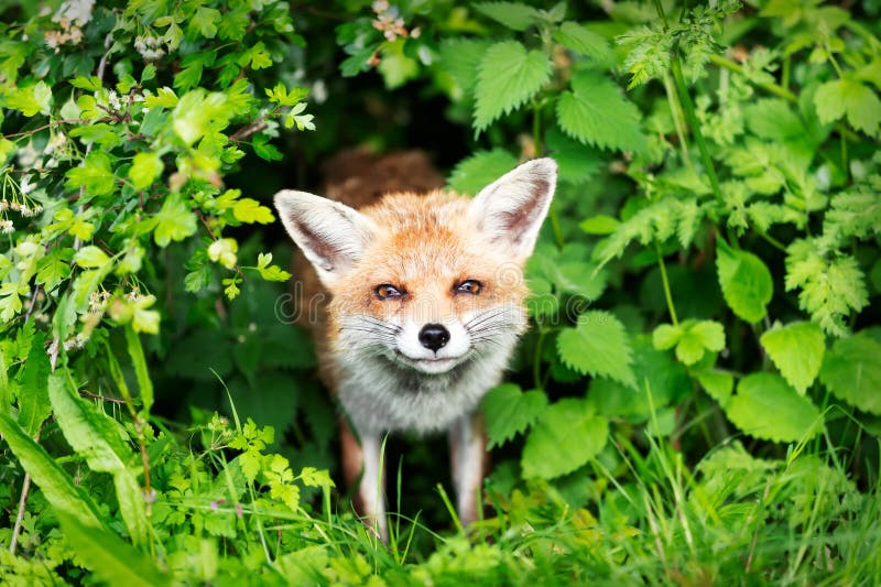 Portrait of a Happy Red Fox in a Meadow Stock Photo - Image of sitting ...