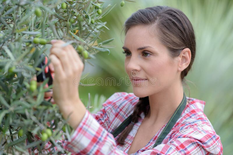 Portrait Happy Woman Pruning Olive Tree in Farm Stock Photo - Image of ...