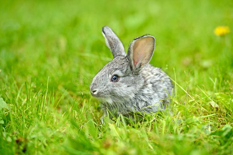Portrait of Hare stock image. Image of field, animal - 26199391