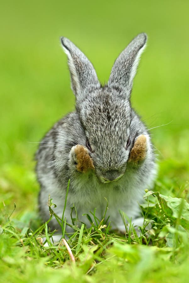 Portrait of Hare stock image. Image of agriculture, habitat - 27401015