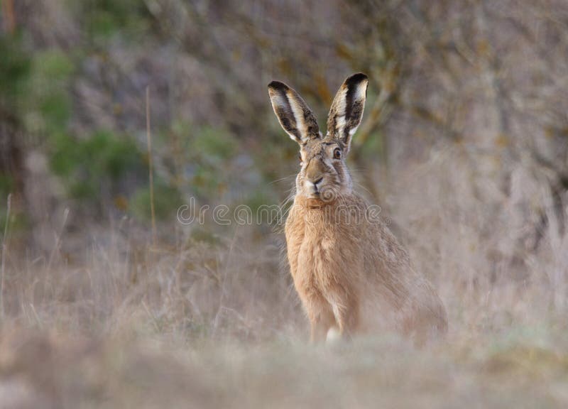 Portrait of hare stock photo. Image of alone, close - 145408370
