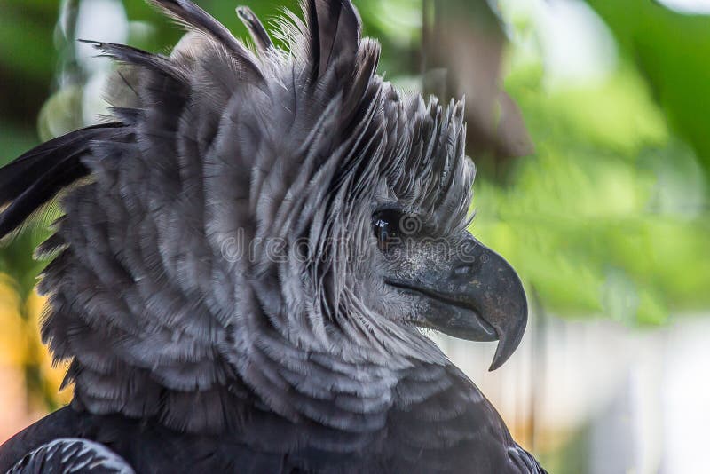598 Harpy Eagle Stock Photos - Free & Royalty-Free Stock Photos from ...
