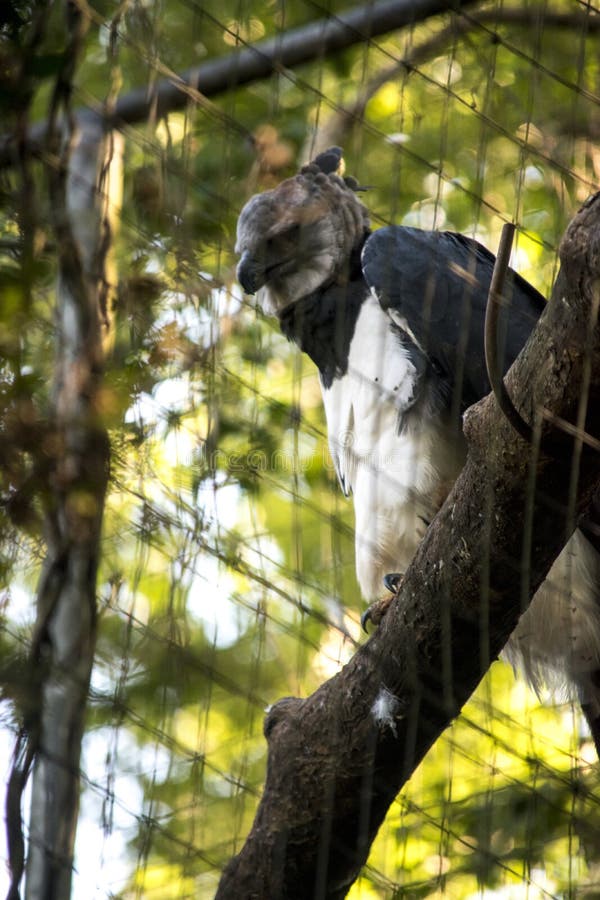 Portrait of a Harpy Eagle Harpia Harpyja Stock Image - Image of ...