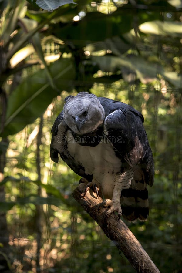 Portrait of a Harpy Eagle Harpia Harpyja Stock Photo - Image of feather ...