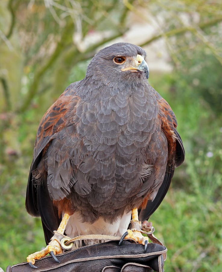 Portrait of a Harris Hawk stock photo. Image of brown - 38256694