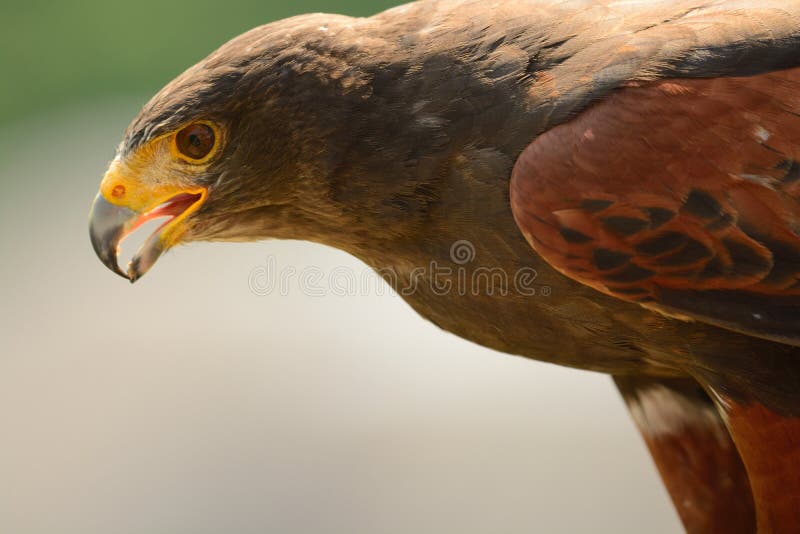 Portrait of a Harris hawk stock image. Image of open - 105229919