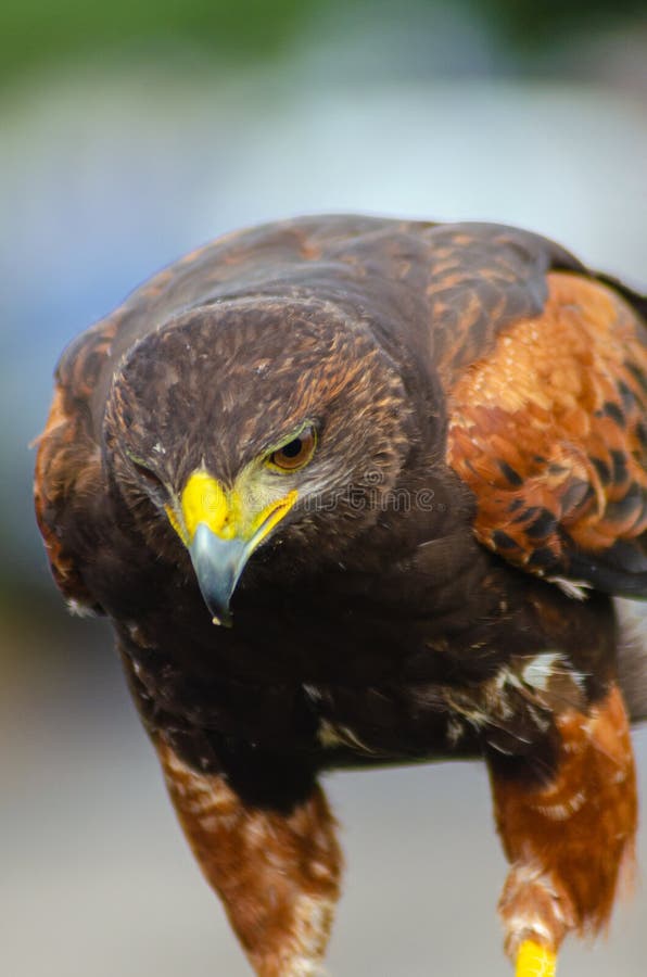 Portrait of a Harris Hawk, Falconry Concept. Parabuteo Unicinctus Stock ...