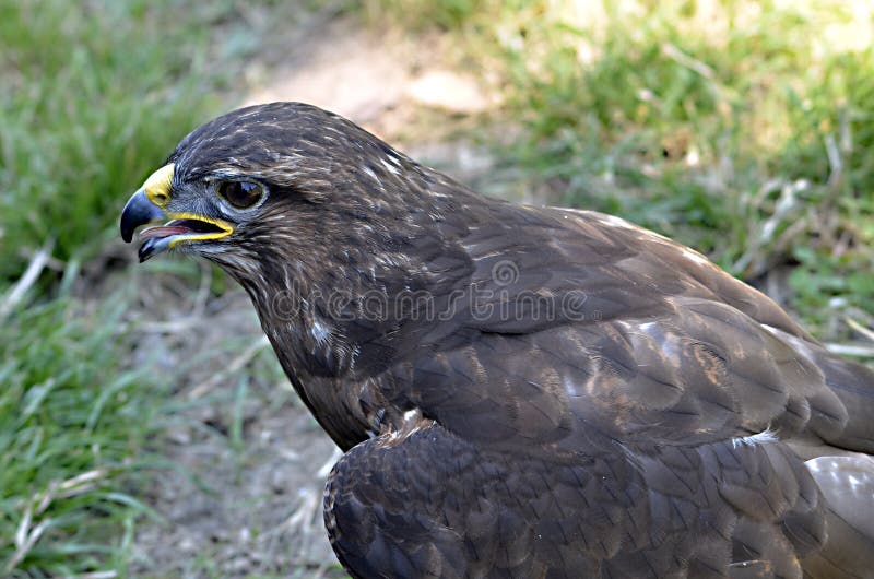 Closeup of Harris Hawk Seen from Above Stock Image - Image of hawk ...