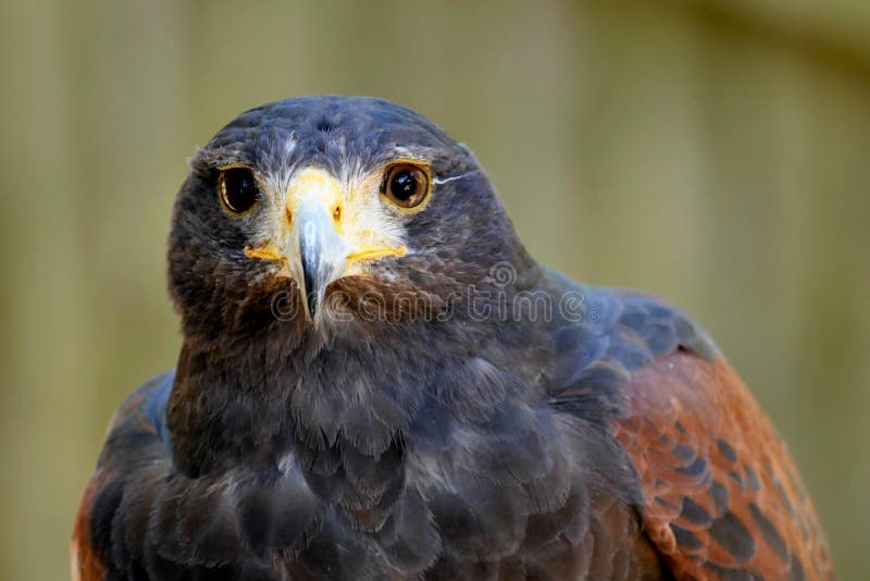 Front Portrait of a Harris`s Hawk Stock Image - Image of wildlife ...