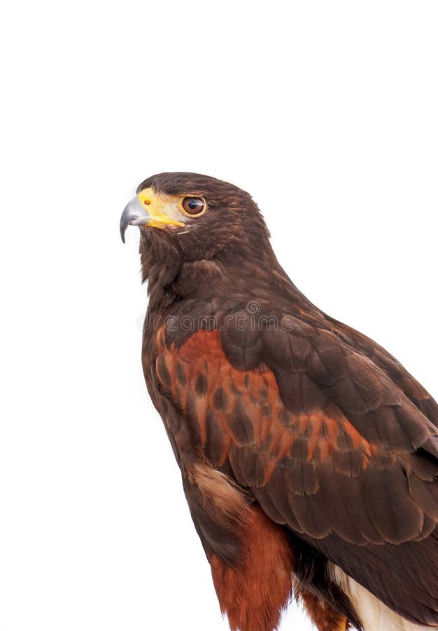 Portrait of a White Falcon Bird of Prey Stock Photo - Image of feather ...