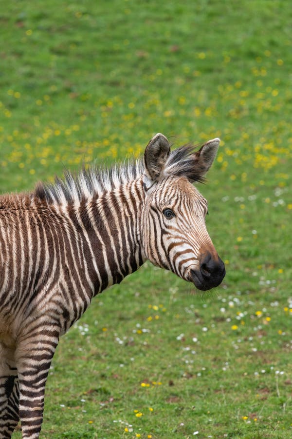 Hartmanns Mountain Zebra Equus Zebra Hartmannae Stock Photo - Image of ...