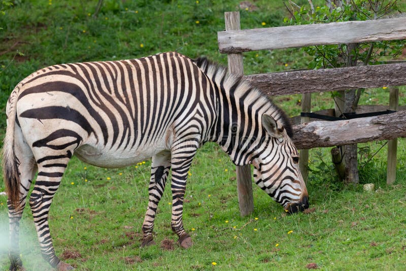 Hartmanns Mountain Zebra Equus Zebra Hartmannae Stock Image - Image of ...