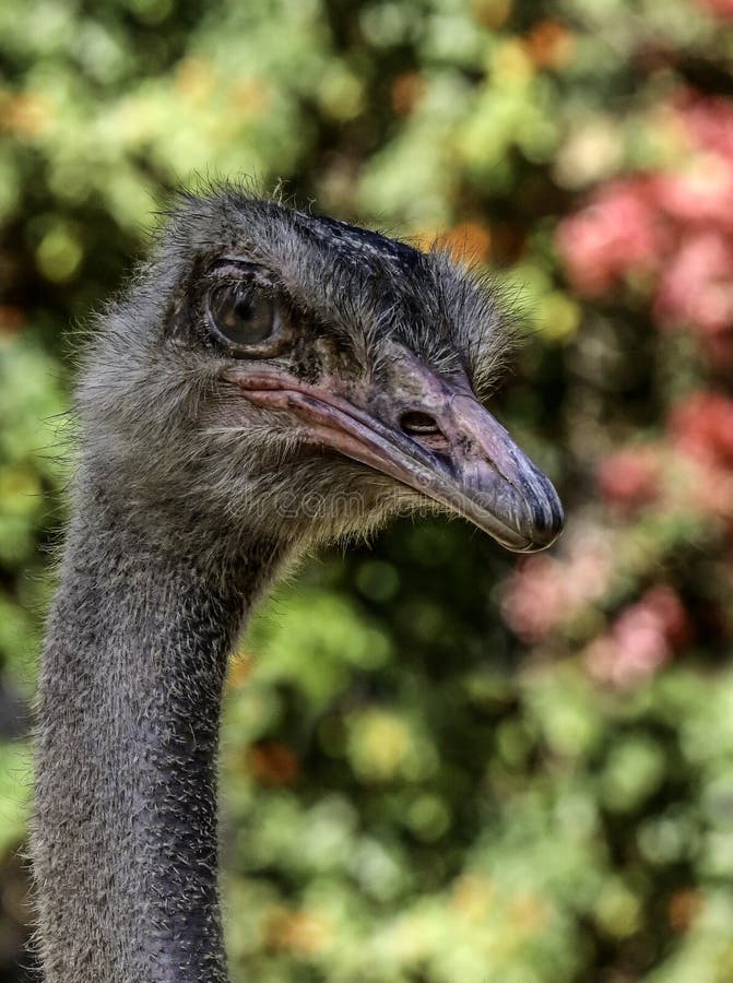Autruche image stock. Image du ailes, nomade, rapide - 95347747