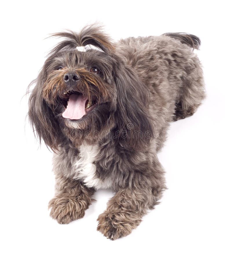 Portrait of havanese dog stock photo. Image of white - 27480452