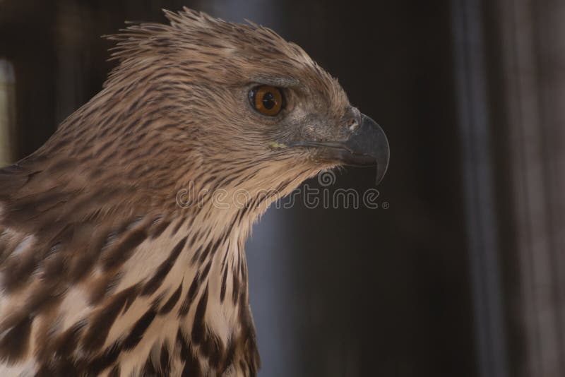 Portrait of a hawk stock photo. Image of plumage, prey - 338302670