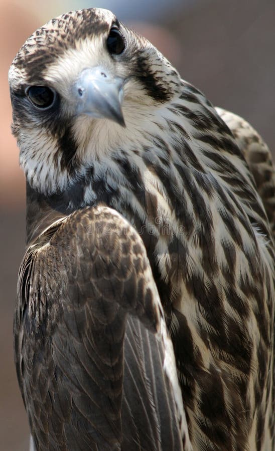 Portrait of a hawk stock photo. Image of avian, aviculture - 3813156