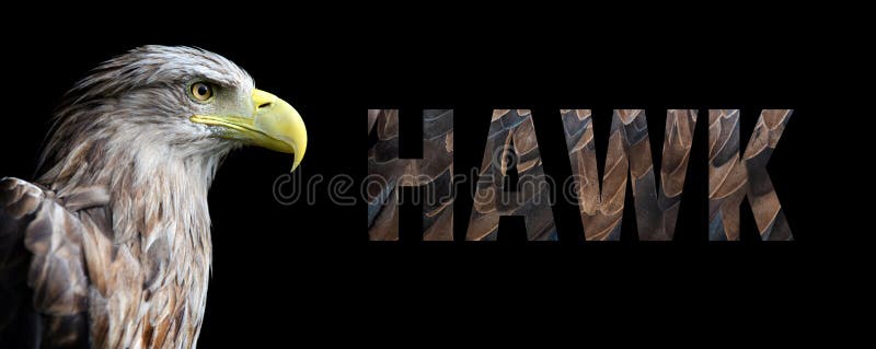 Portrait of Hawk with a Name on a Dark Background. the Text is from Her ...
