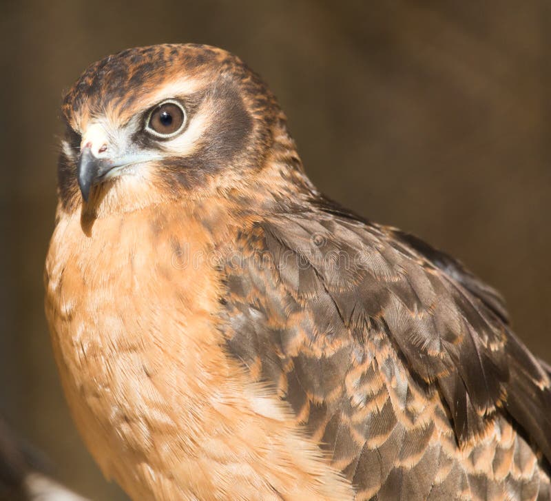 Portrait hawk on nature stock image. Image of beak, action - 95542201