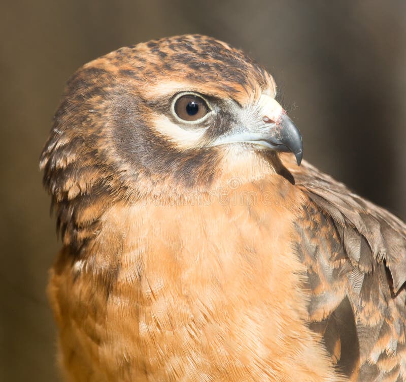 Portrait of a red hawk stock image. Image of blurred - 34733247