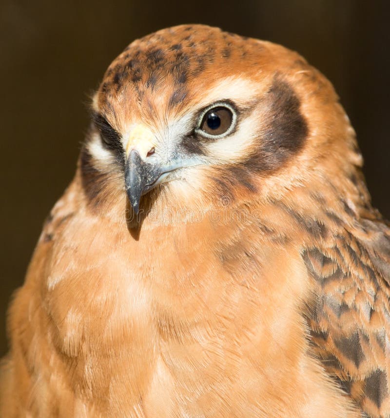 Portrait hawk on nature stock photo. Image of harris - 101452502