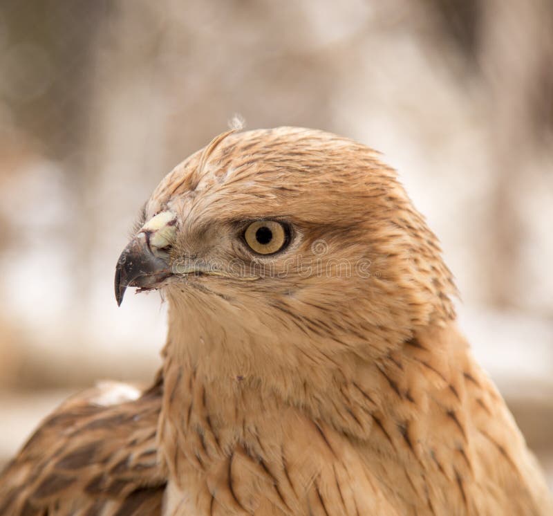 Portrait of a red hawk stock photo. Image of tailed, bird - 34733208
