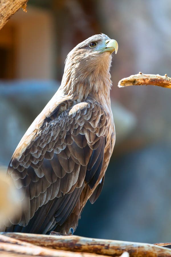 Portrait of a hawk stock photo. Image of majestic, intense - 50832352