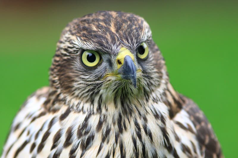 Hawk stock image. Image of close, carnivore, eagle, organic - 29740761