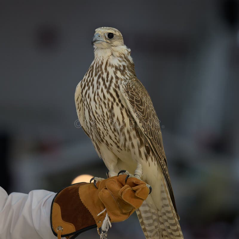 Portrait for Hawks or Falcon Qatar 2024 Stock Image - Image of animal ...