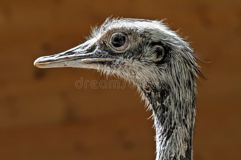 Portrait of the Head of an Emu Stock Photo - Image of closeup ...
